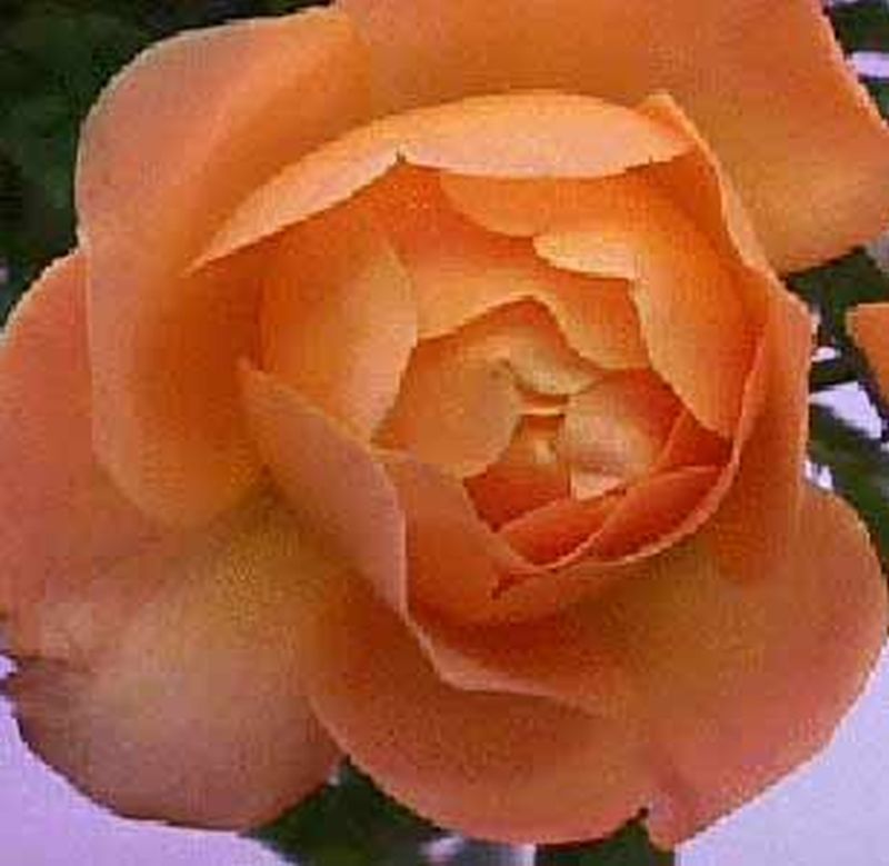 Edelrose 'Samaritan' ® - Rosa 'Samaritan' ® TH – TERRA-Pflanzenoutlet